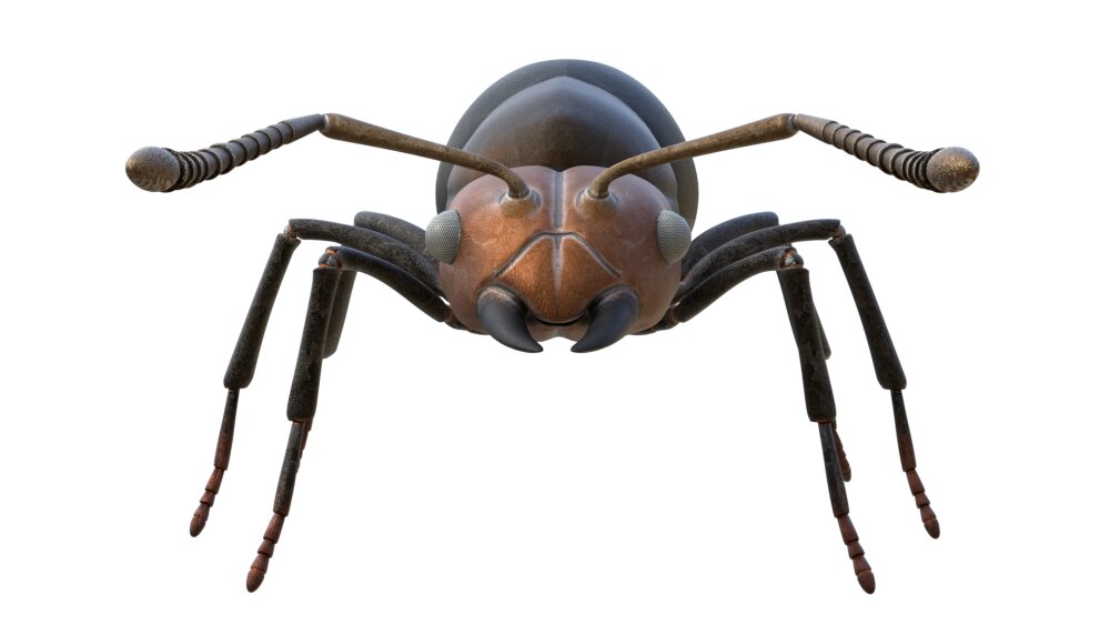 Ant Blend 3D model - Download Insects on 3DModels.org