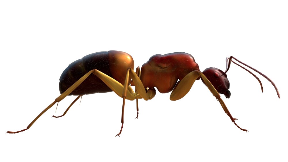 Carpenter Ant Insect 3D model - Download Insects on 3DModels.org