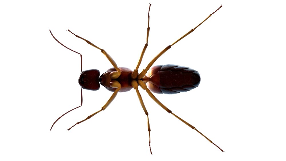 Carpenter Ant Insect 3D model - Download Insects on 3DModels.org