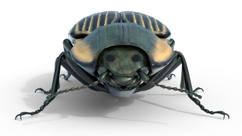 Click Beetle Insect 3D model - Download Insects on 3DModels.org