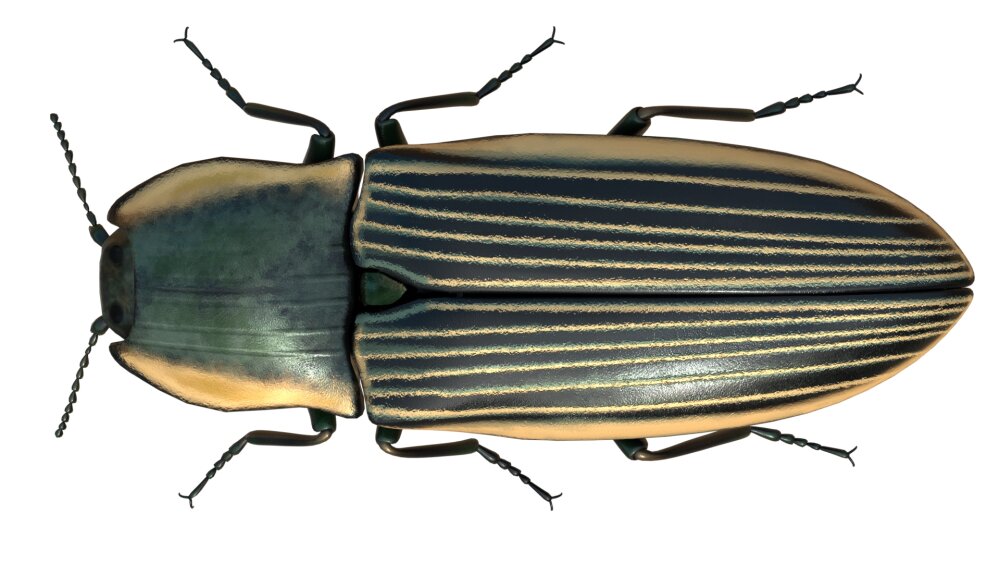 Click Beetle Insect 3D model - Download Insects on 3DModels.org