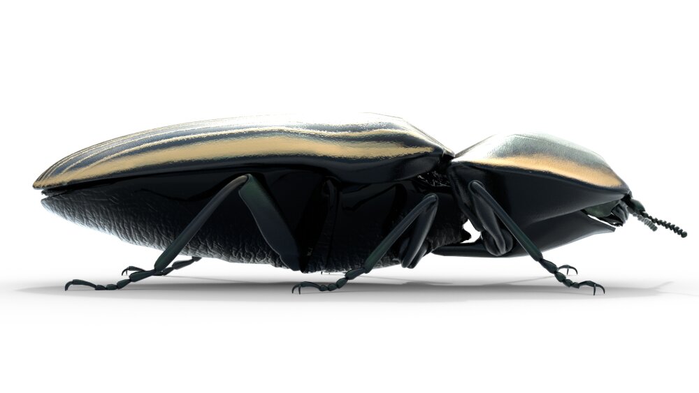 Click Beetle Insect 3D model - Download Insects on 3DModels.org