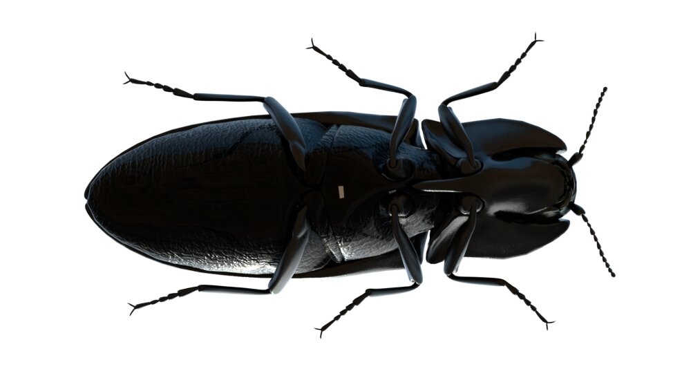 Click Beetle Insect 3D model - Download Insects on 3DModels.org