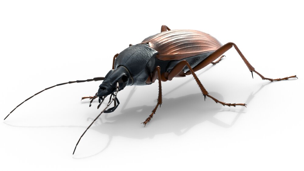 Ground Beetle Insect 3D model - Download Insects on 3DModels.org