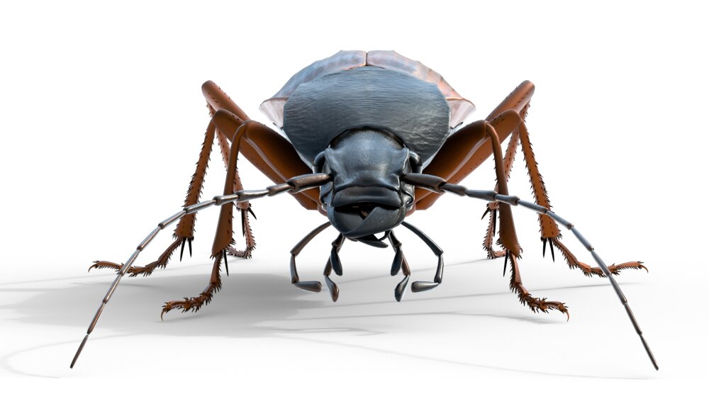Ground Beetle Insect 3D model - Download Insects on 3DModels.org