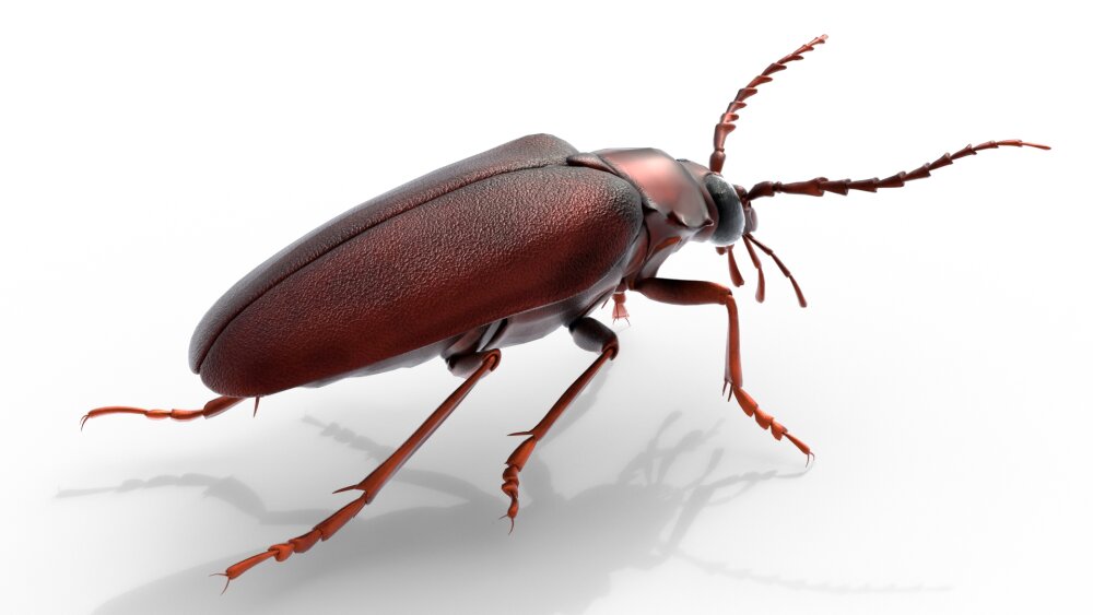 Prionus Insularis Saw Longhorn Beetle Insect 3D model - Download ...