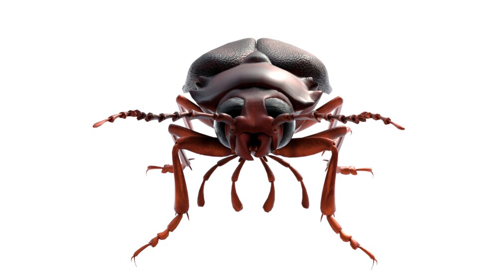 Prionus Insularis Saw Longhorn Beetle Insect 3D model - Download ...