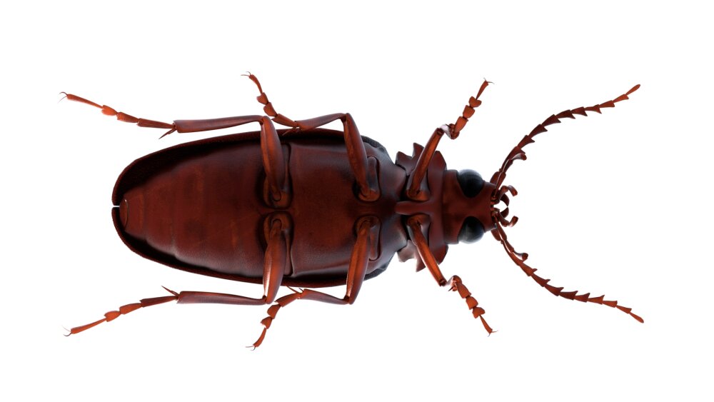Prionus Insularis Saw Longhorn Beetle Insect 3D model - Download ...