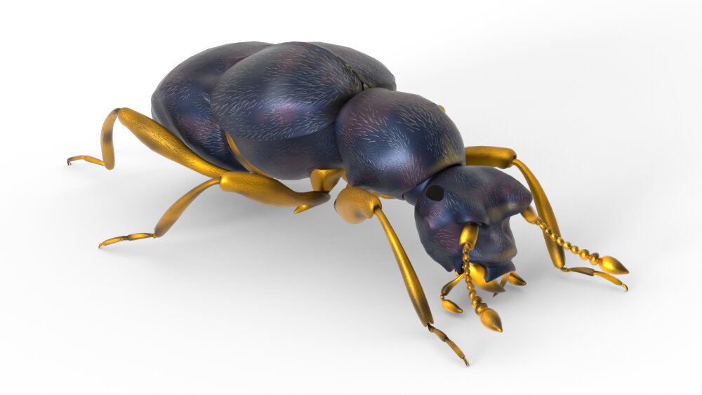 Pselaphid Mold Beetle Insect 3D model - Download Insects on 3DModels.org