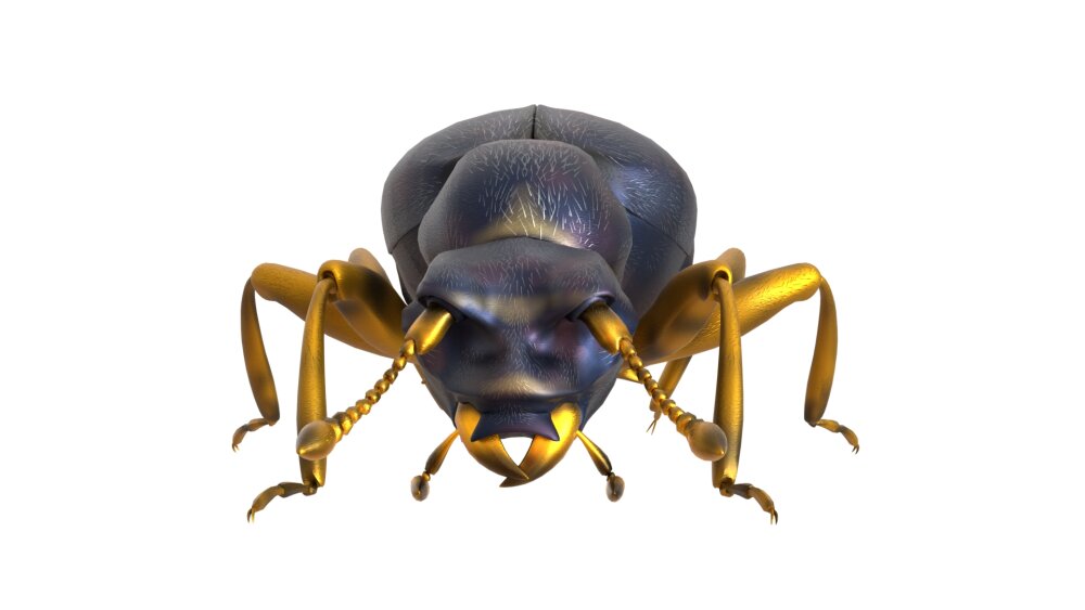 Pselaphid Mold Beetle Insect 3D model - Download Insects on 3DModels.org