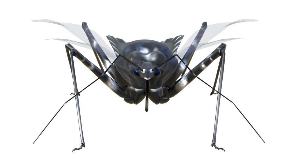 Sphedanolestes Impressicollis Striped Assassin Bug Insect 3D model ...