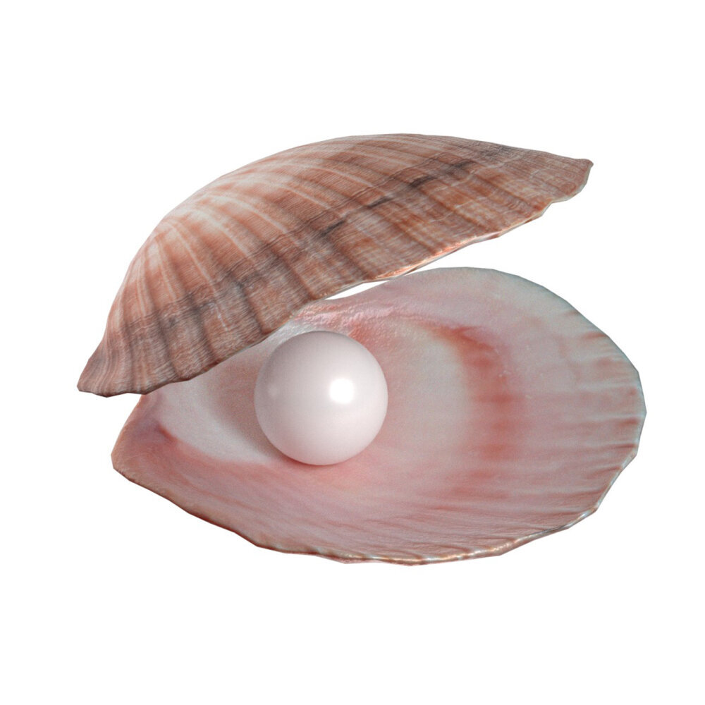 Conch Shell Pearl 3D model - Download Jewelry on 3DModels.org